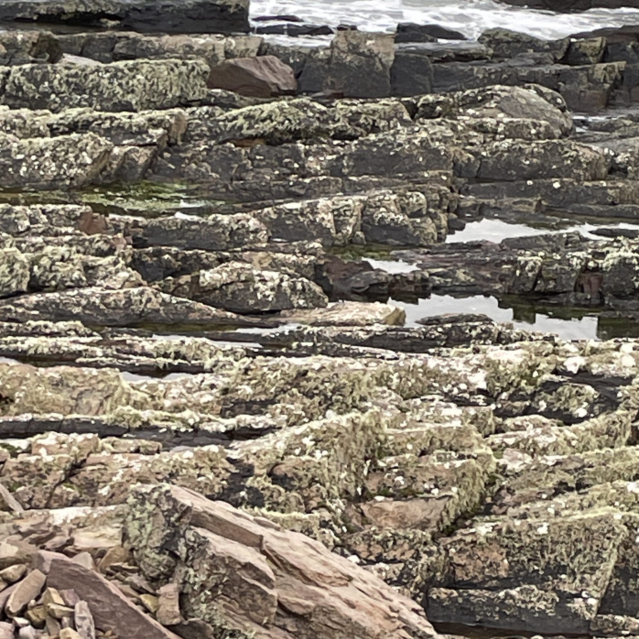 Tarlú 6 – Scratch – Jo Ambros